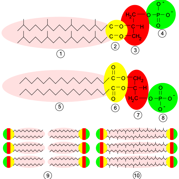 Archaea Membrane | Free SVG