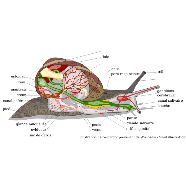 Lungs | Free SVG
