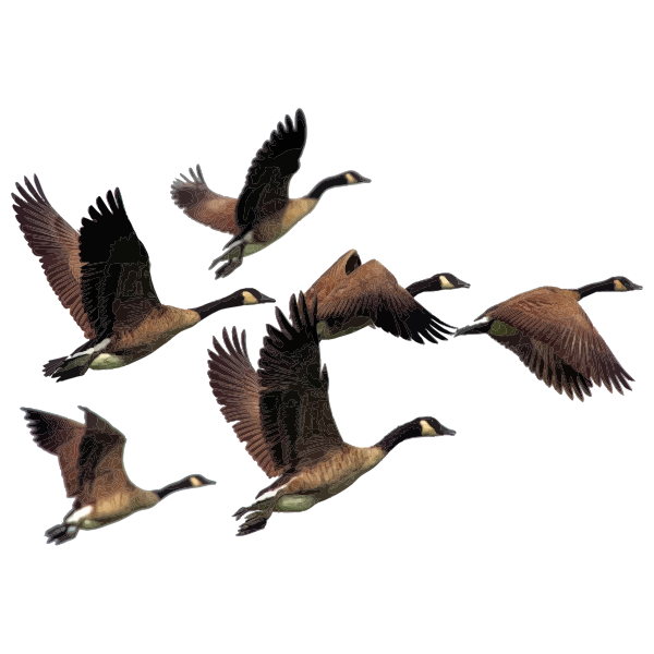 Wading green heron | Free SVG