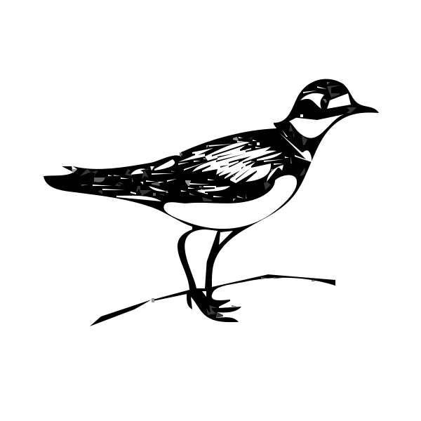 killdeer bird | Free SVG