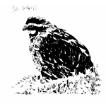 Gallinule bird vector | Free SVG