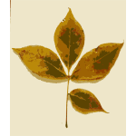 bi-serrate leaf | Free SVG