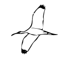 Two herring gulls in flight vector image | Free SVG